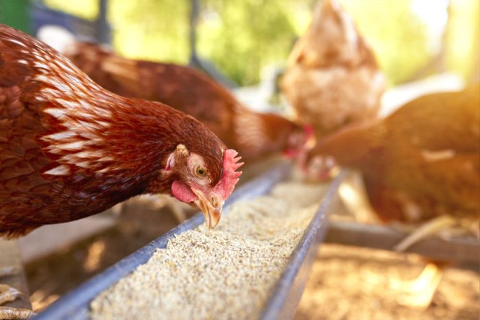 K.M.P. BIOTECH CO.,LTD. | AVIAN