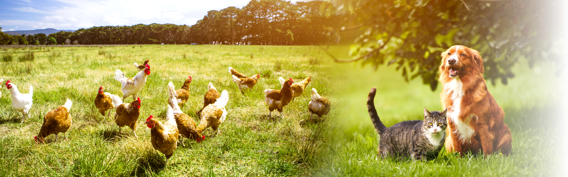 K.M.P. BIOTECH CO.,LTD. | Animal