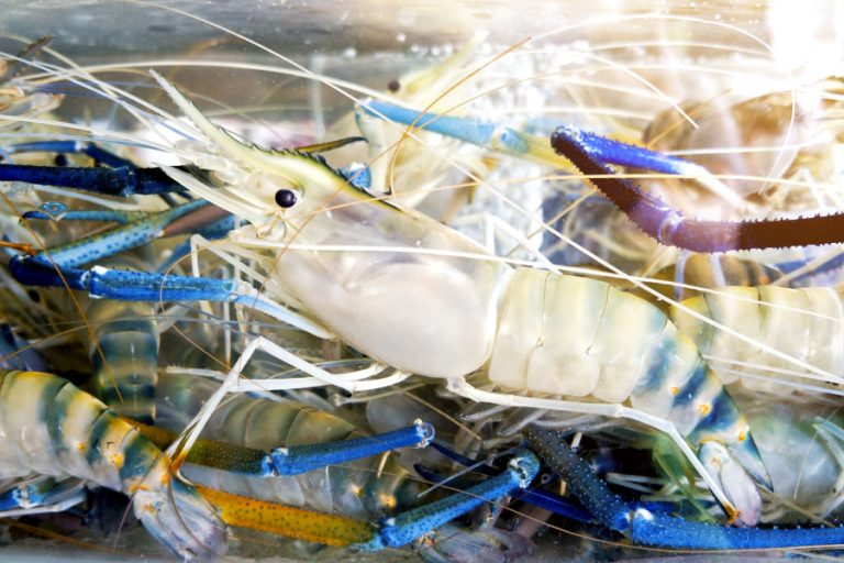 K.M.P. BIOTECH CO.,LTD. | AQUATIC ANIMAL-en