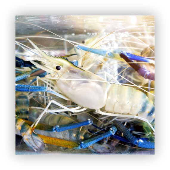 K.M.P. BIOTECH CO.,LTD. | Animal
